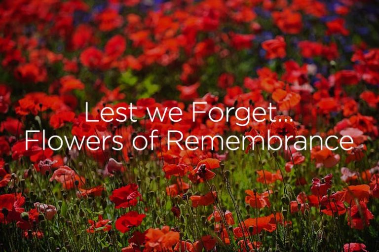 Lest we Forget: Flower of Remembrance - Lavish Cards - Fine Art ...