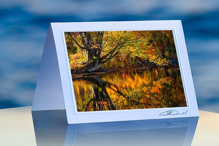 Graceful Reflection - Lavish Cards - Fine Art Corporate Greeting Cards