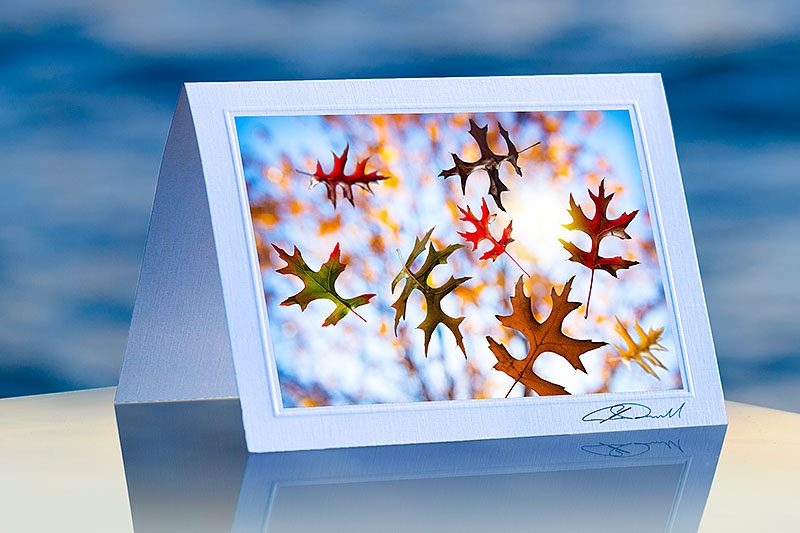 Tumbling Leaves - Lavish Cards - Fine Art Corporate Greeting Cards