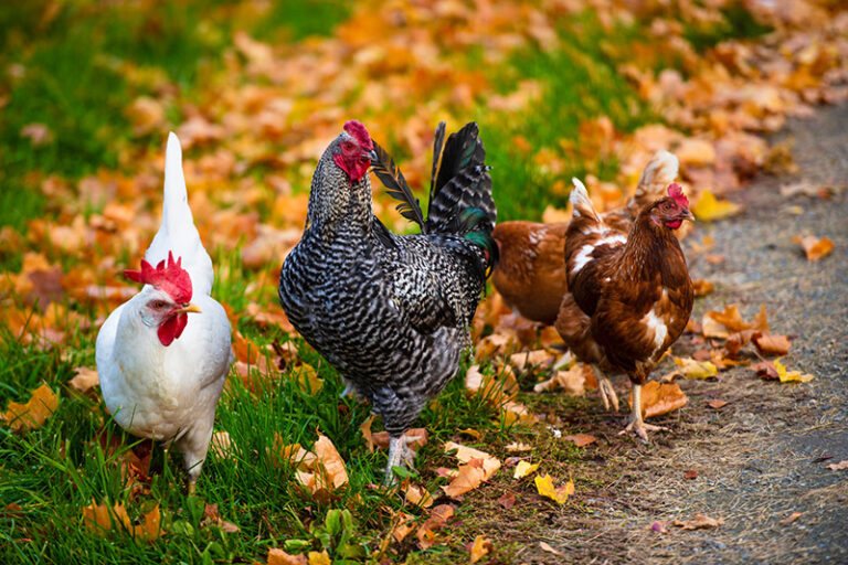 Fall Chickens - Lavish Cards - Fine Art Corporate Greeting Cards